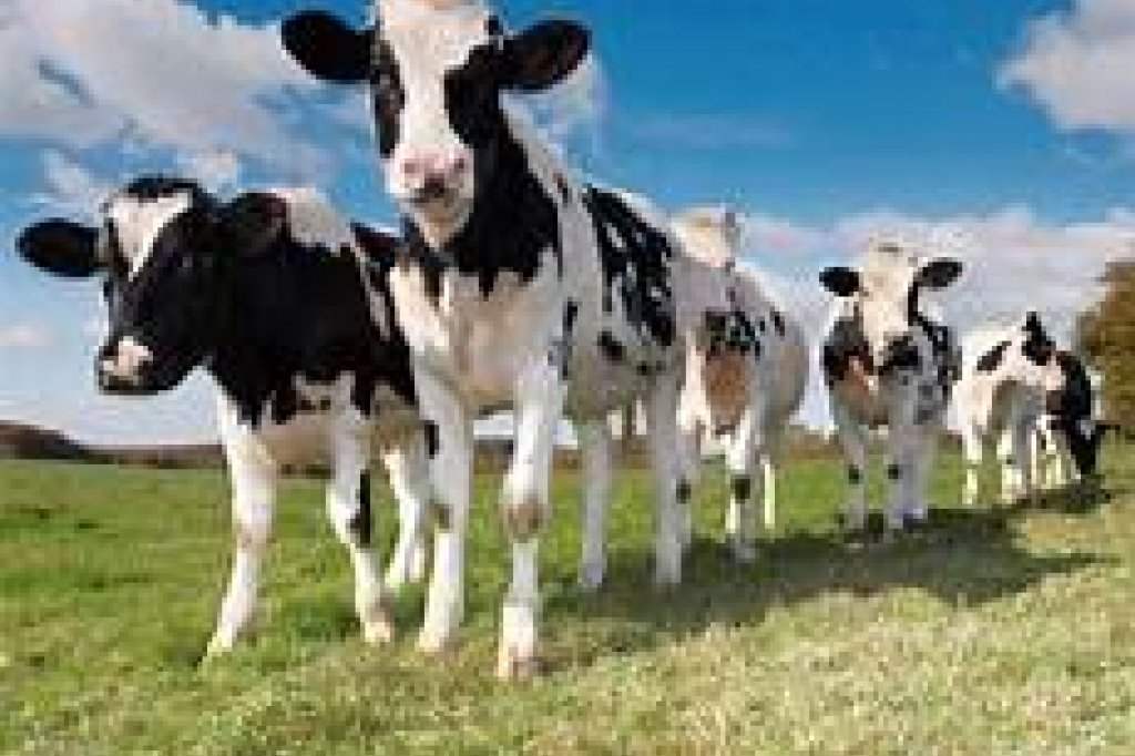 Herdsperson/Assistant in East Leicestershire|LKL