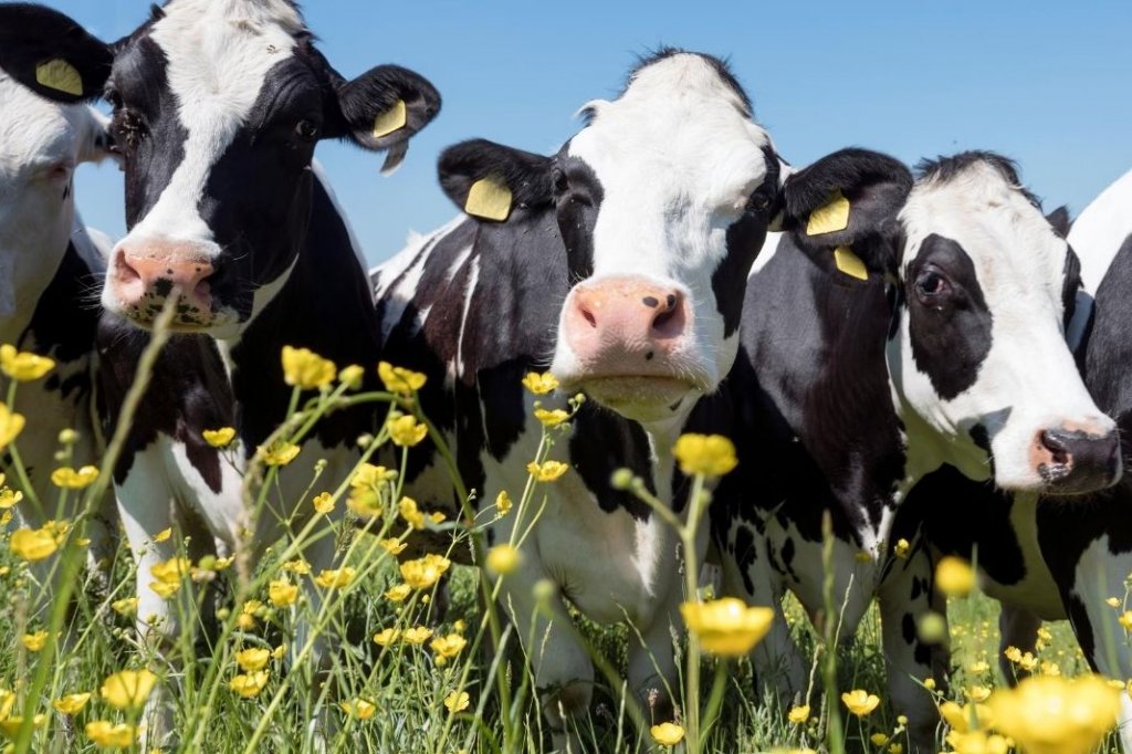 Herdsperson/2IC in North Leicestershire|LKL