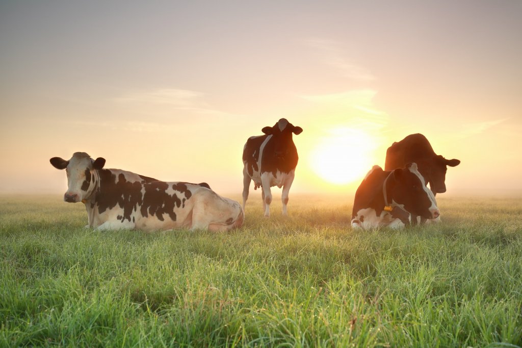 Herdsperson in North Somerset|LKL